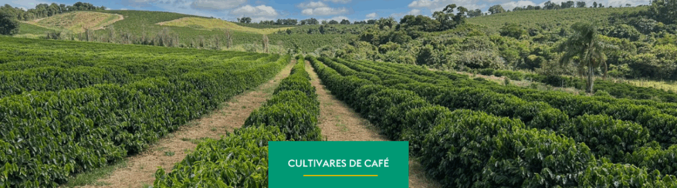 Cultivares: conheça 5 variedades comuns na cafeicultura - Atlantica Coffee