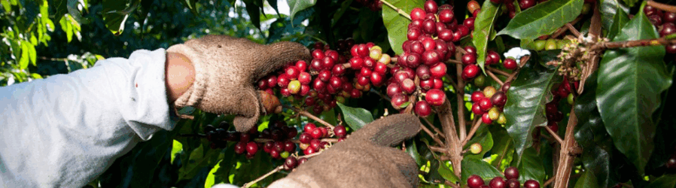 The Brazilian Coffee Cycle: From Flowering to Harvesting - Atlantica Coffee