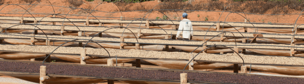 The Brazilian Coffee Cycle: From Flowering to Harvesting - Atlantica Coffee